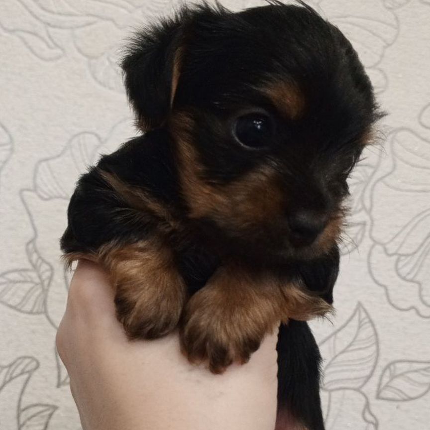 Йоркширский терьер, щенок