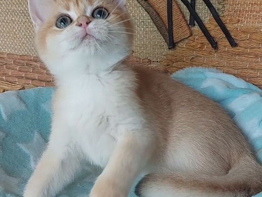 Кукольный парень