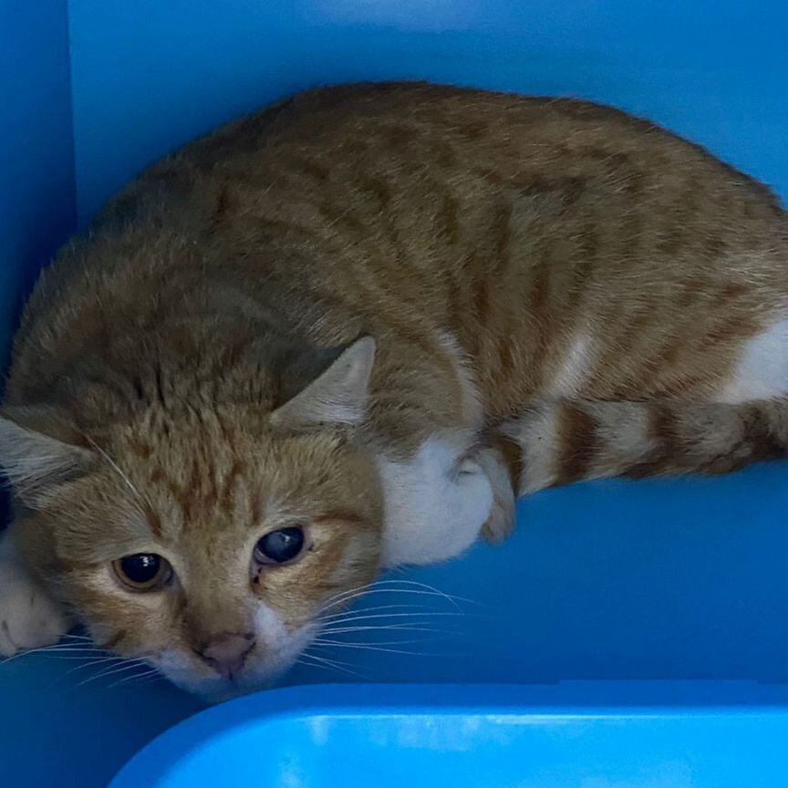 Рыжий котик Радий с больным глазиком