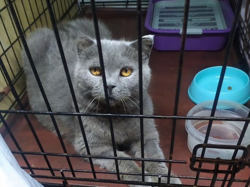 Кошке британке очень нужен дом