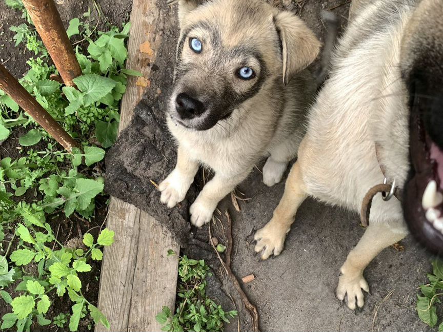 Щенки в добрые руки