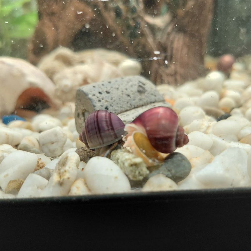 Улитки ампулярии