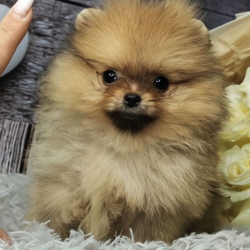 Померанский шпиц, щенок