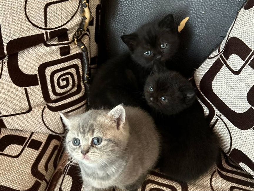 Породистые Британские котята