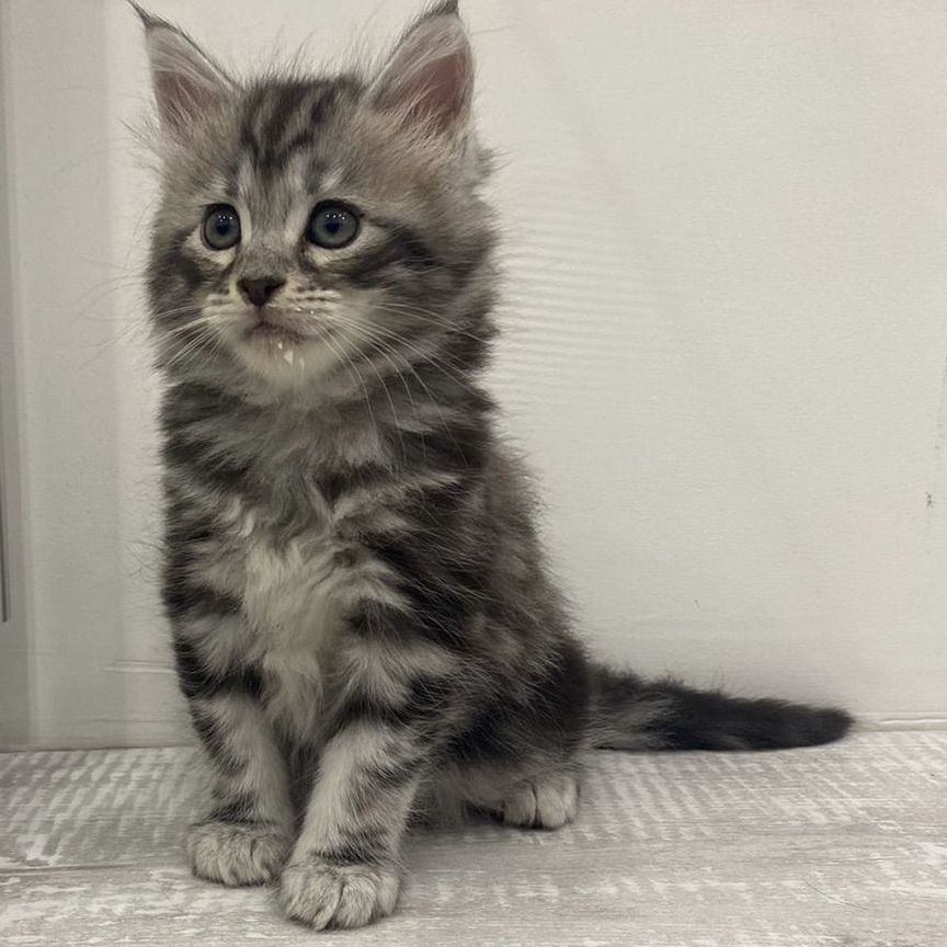 Котята мейн-кун