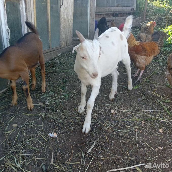 Козочка и козлёнок чехонубийской породы