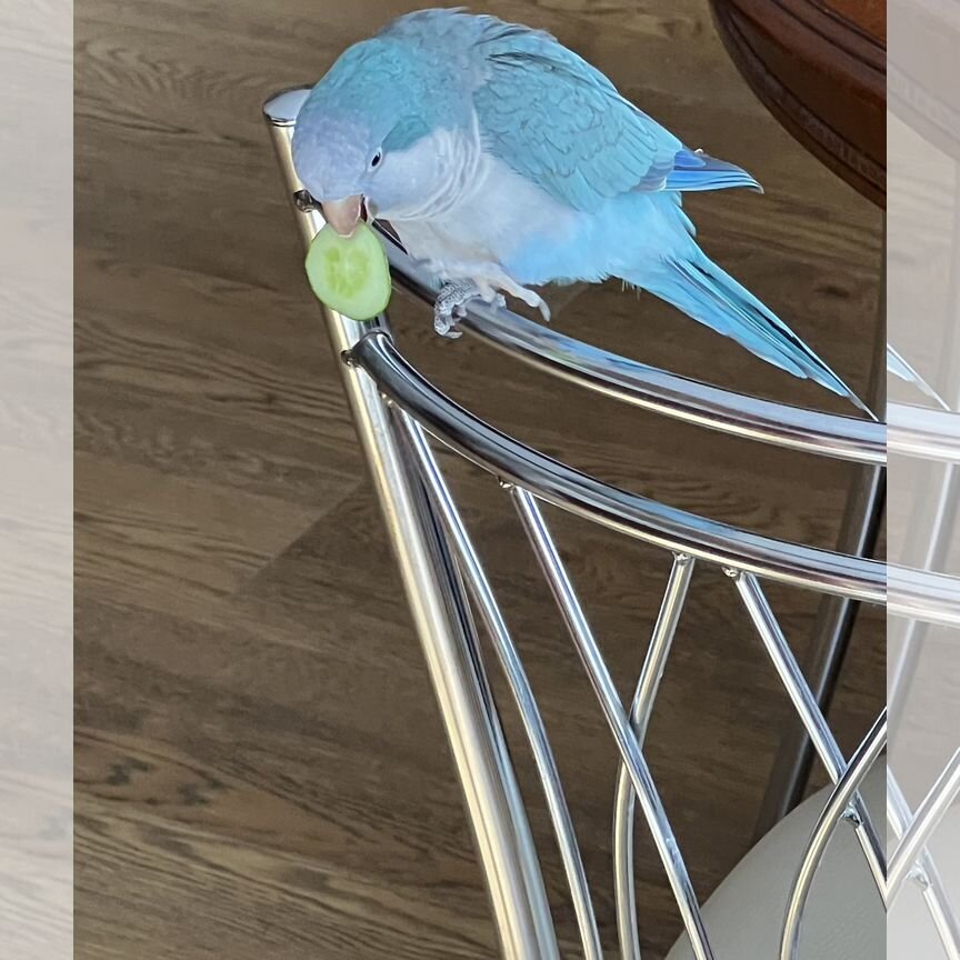 Ручной говорящий попугай