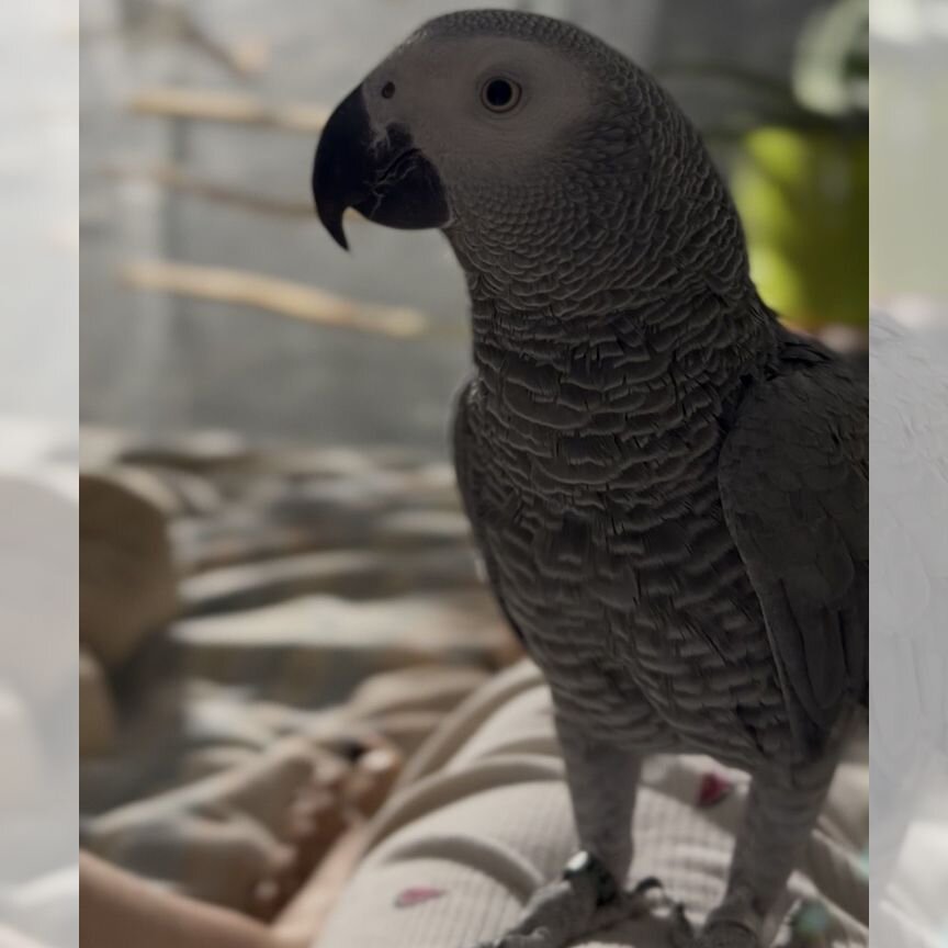 Говорящий попугай