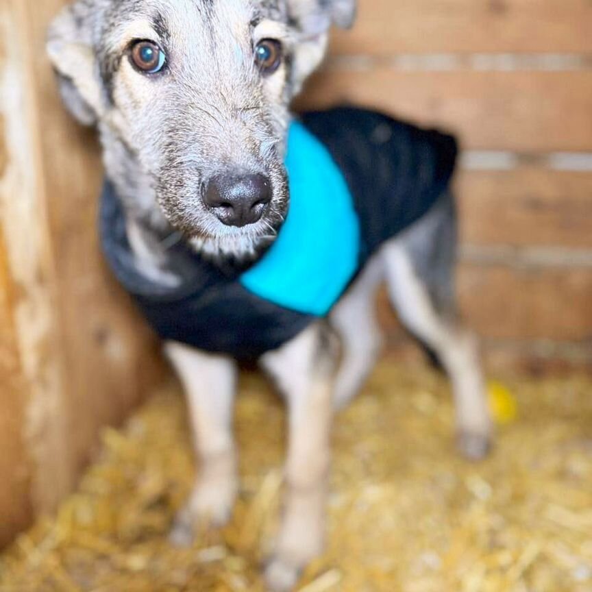 Щенок в добрые руки