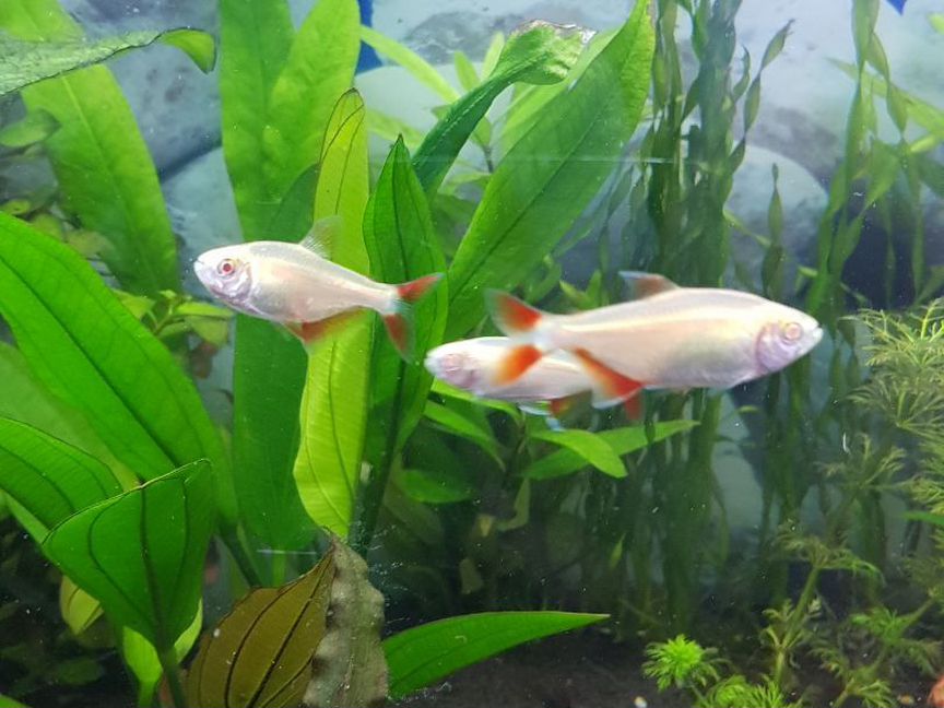 Тетры королевские