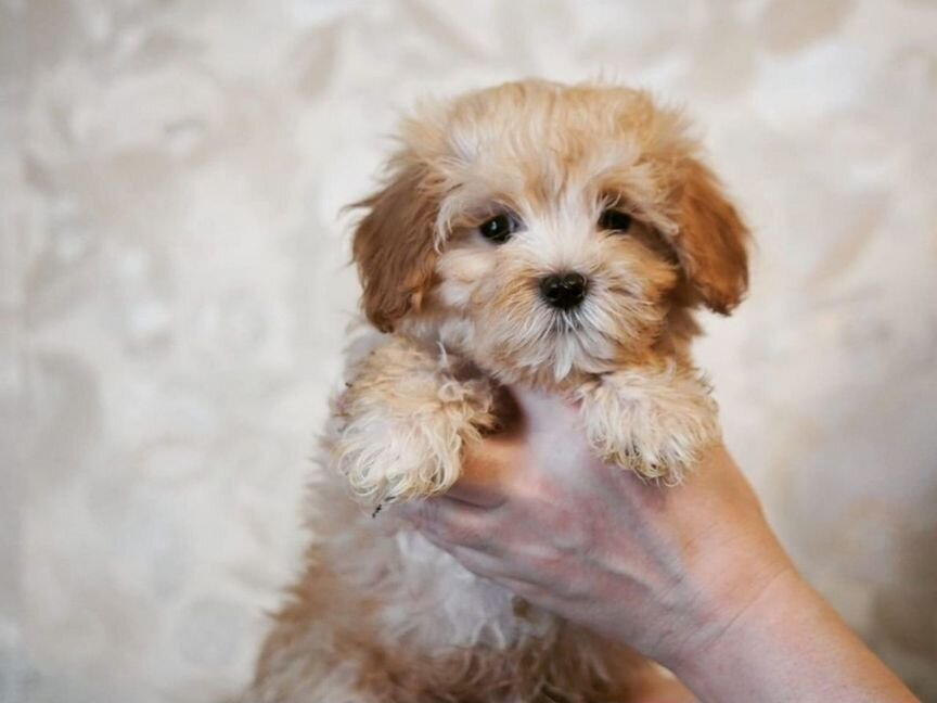 Мальтпу F1/ Мальтипу мини