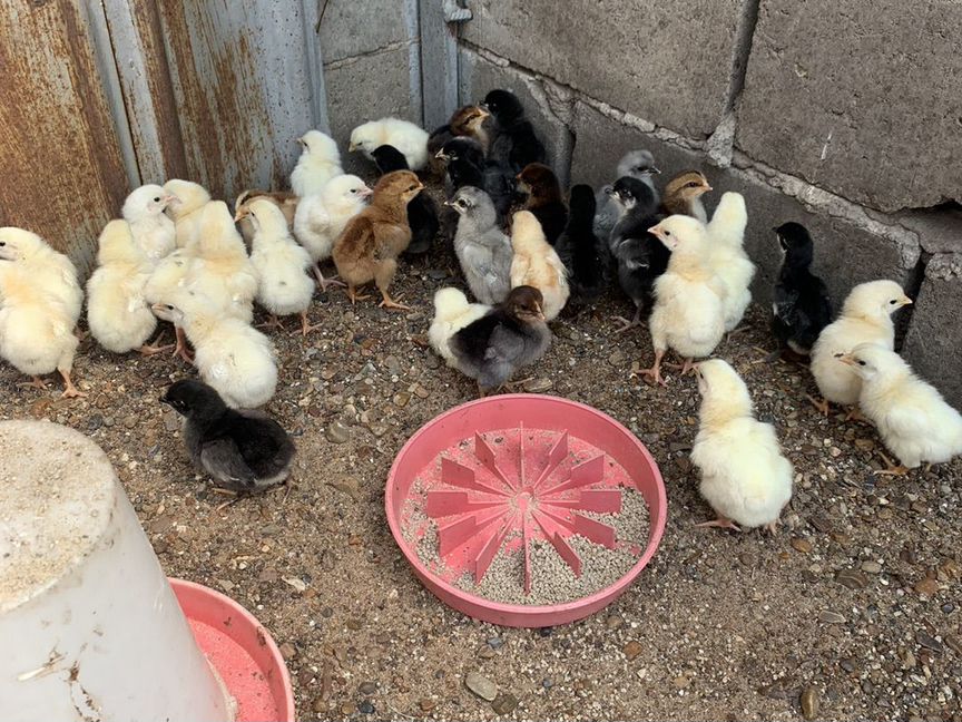 Цыплята суточные несушки