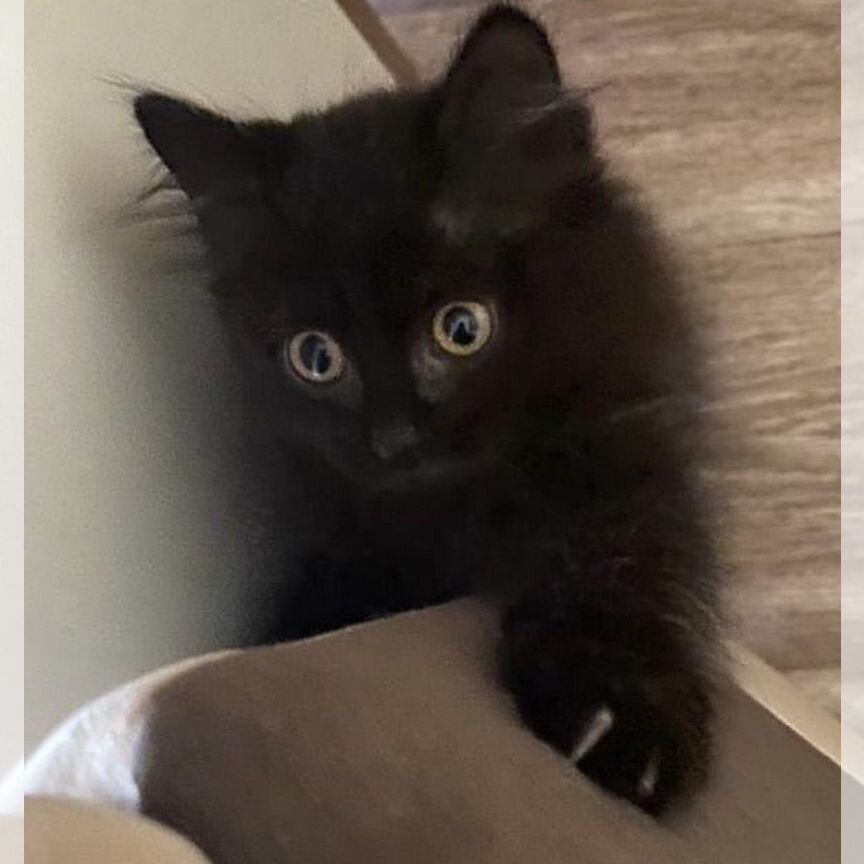 Котенок