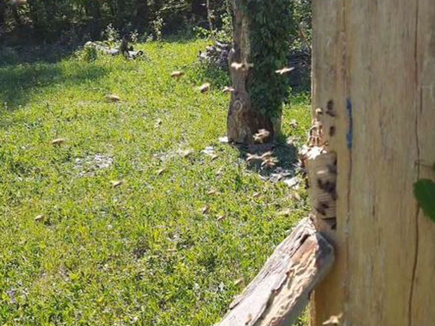 Колода для пчел