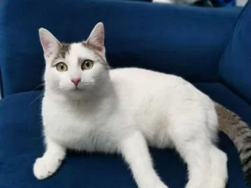 Кошечка Катя