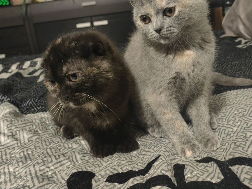 Шотландские вислоухие котята