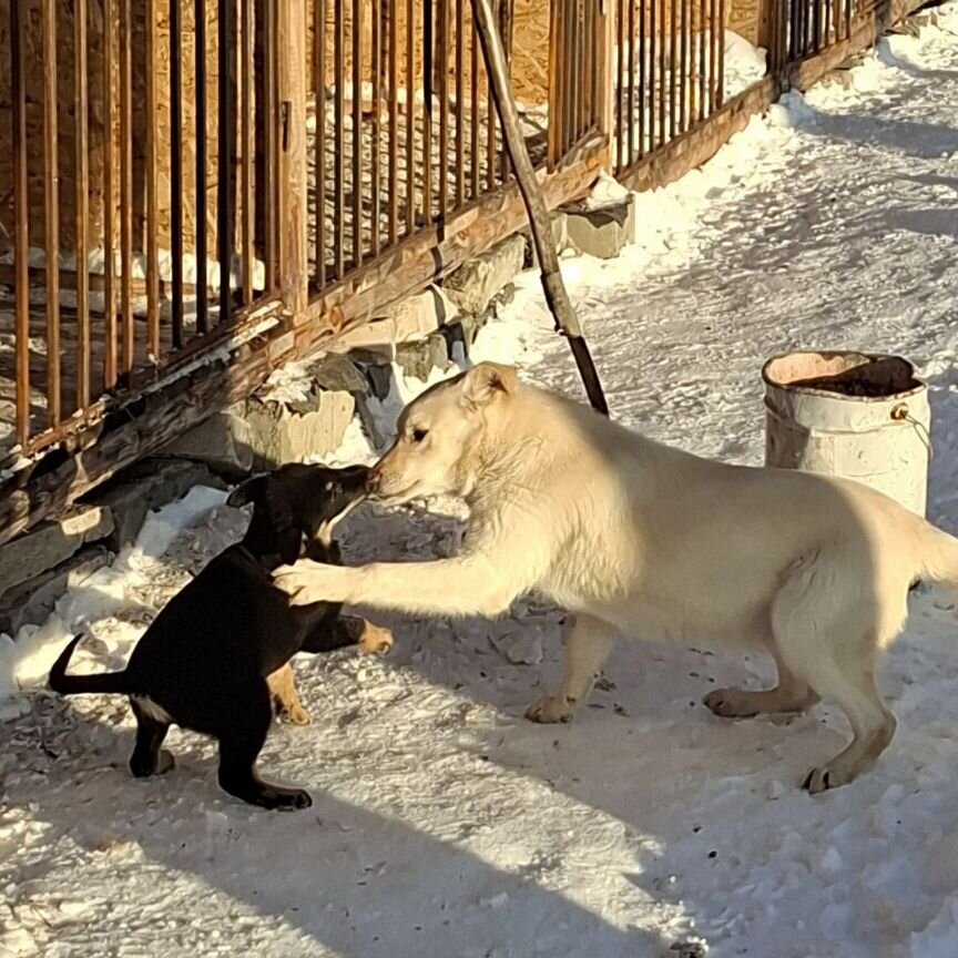 Щенок в добрые руки