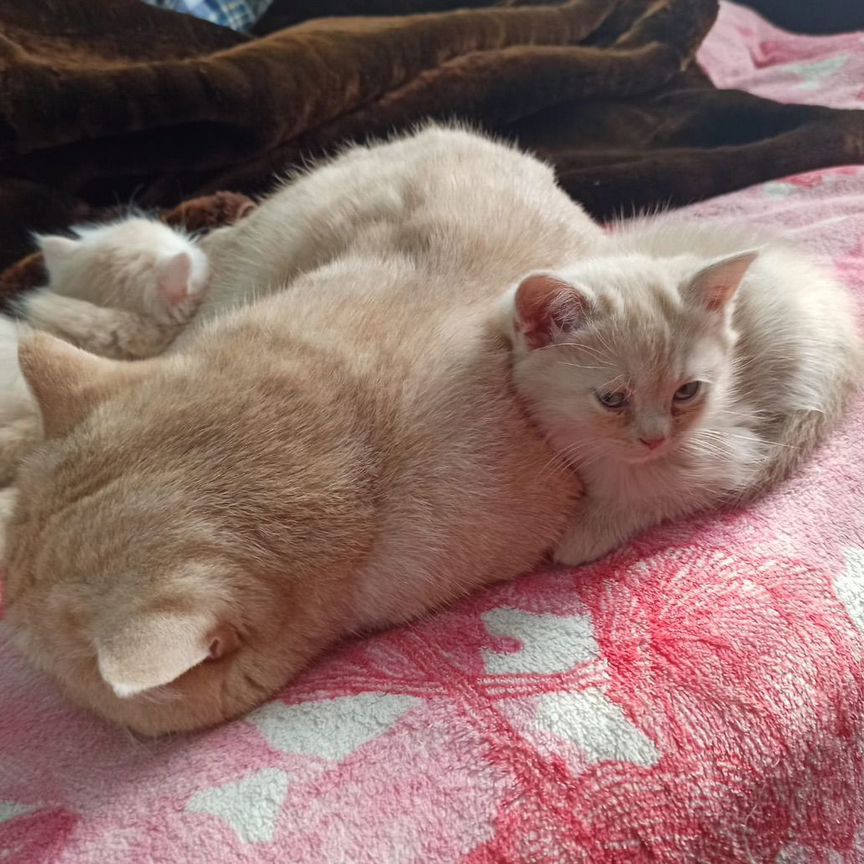 Рыжий котик