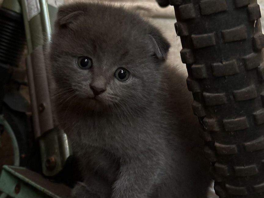 Шотландские котята
