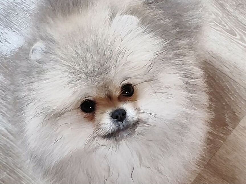 Настоящий медвежонок