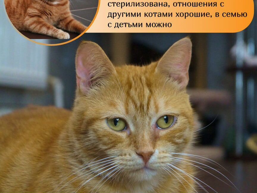 Кошка Антонина из приюта ищет дом