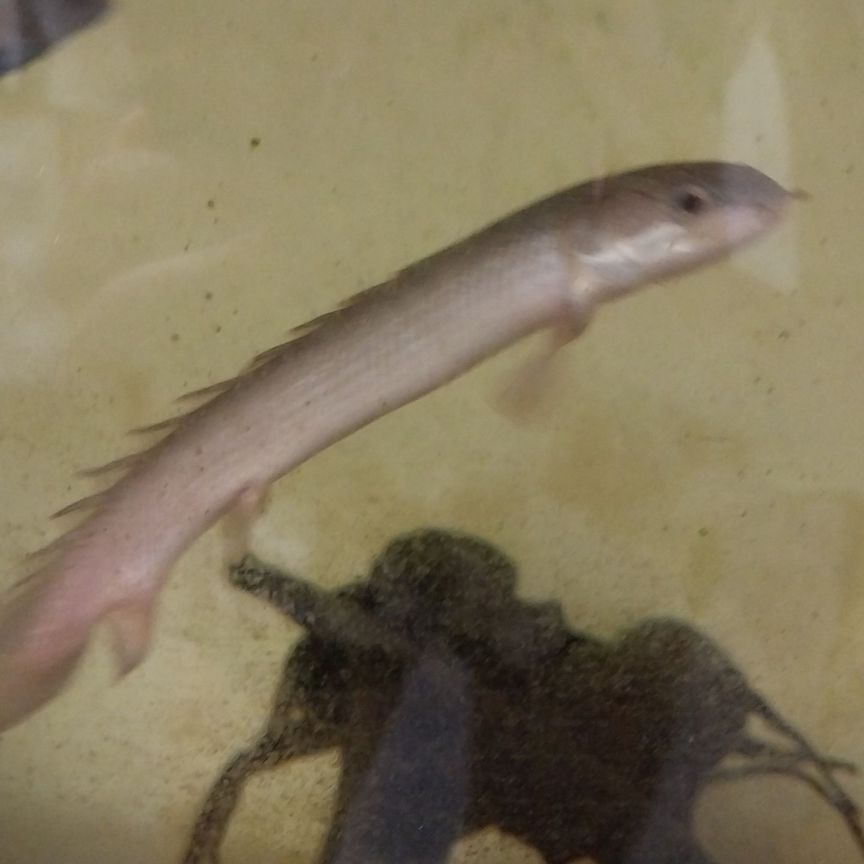 Полиптерус сенегальский