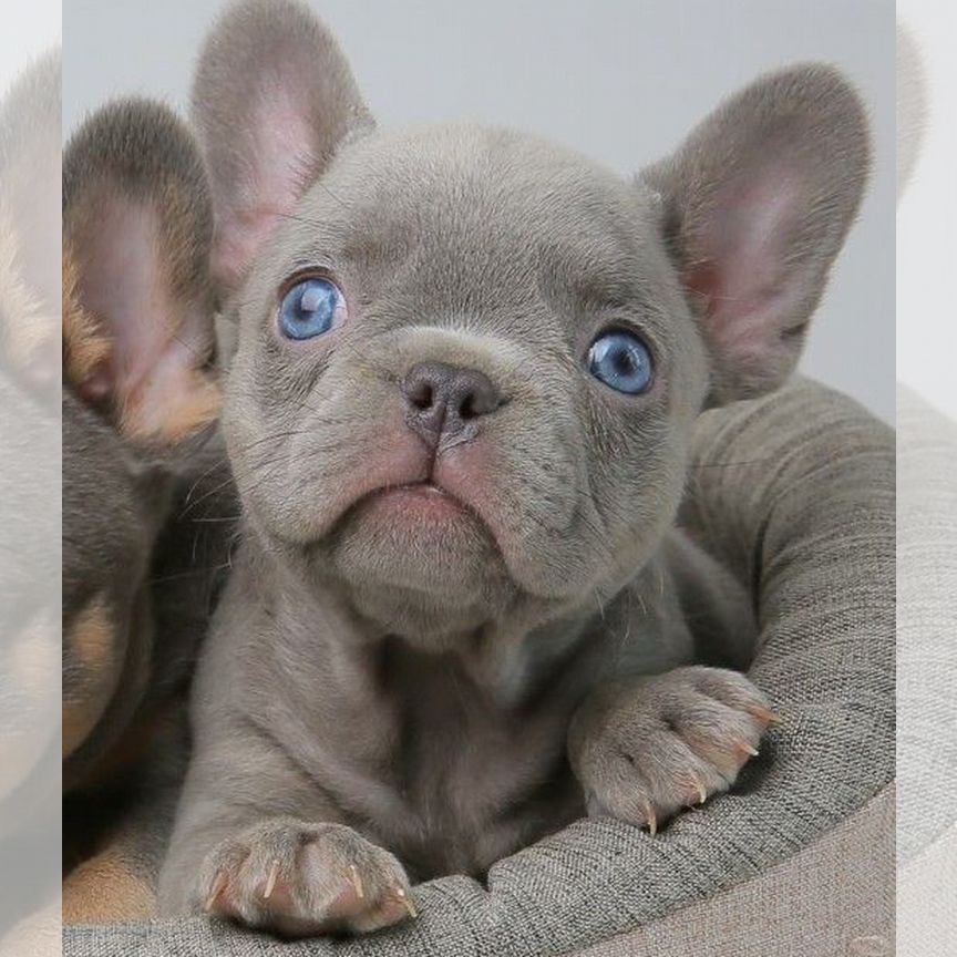 Французский бульдог одна на миллион