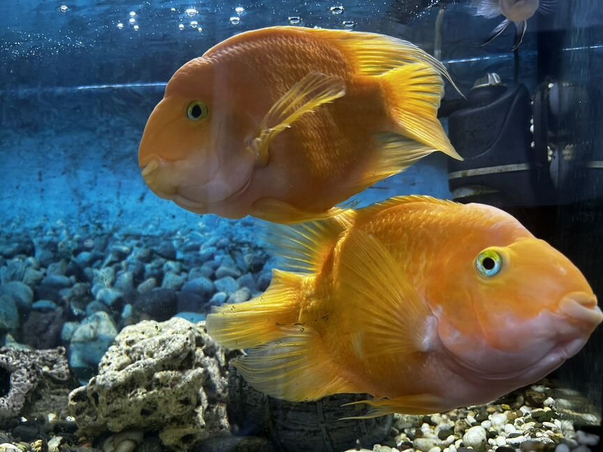 Рыба попугай red parrot