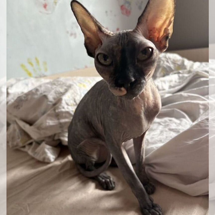 Канадский сфинкс, взрослая кошка