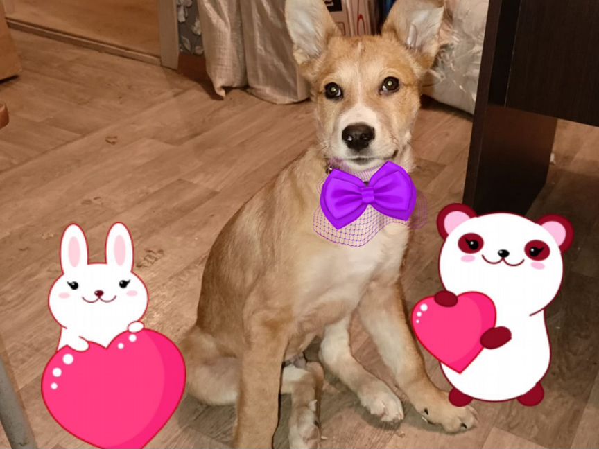 Щенок Бадди готов к дрессировке, туалет на пеленку