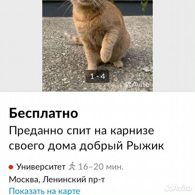 Кошка спит на улице
