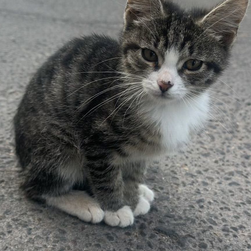 Котенок девочка