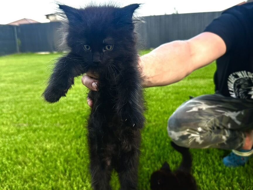 Продажа котят майкун