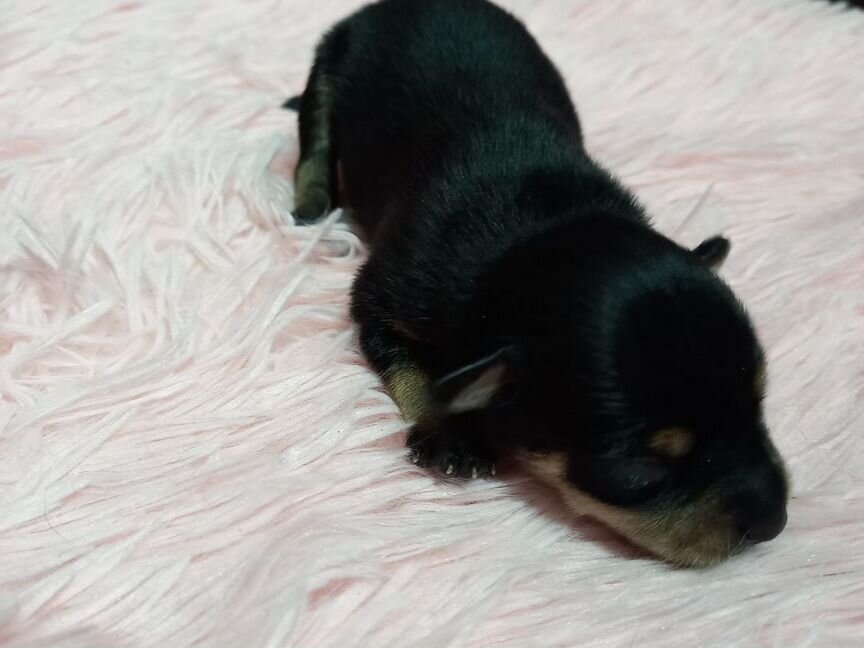 Мини той-терьер