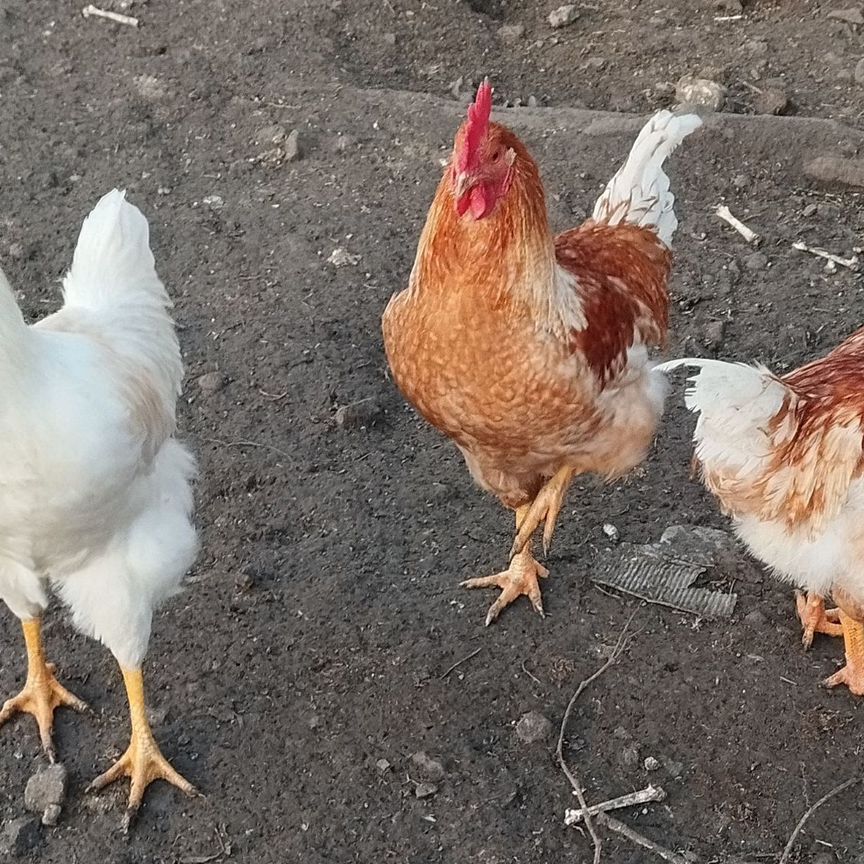 Молодые петушки