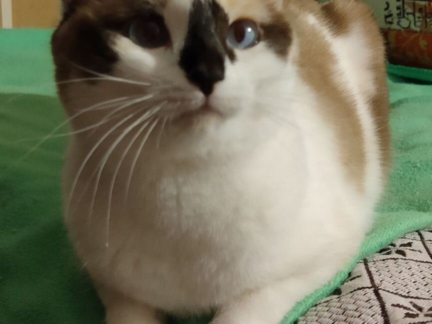 Сонечка ищет дом