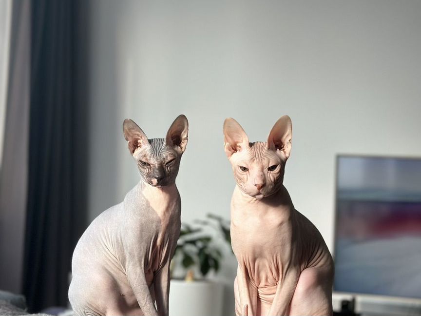 Кошечка сфинкс