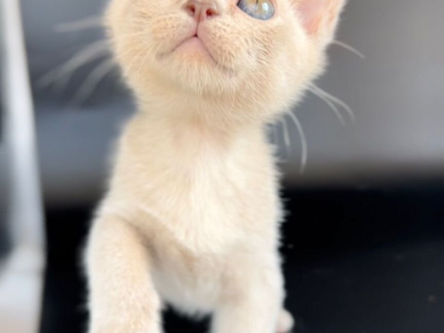 Бурманские котята