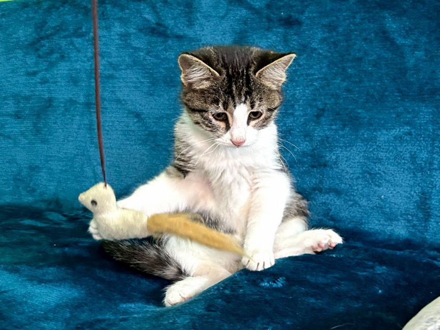 Котенок Хъуынтъыз, грузиночка, 5 месяцев
