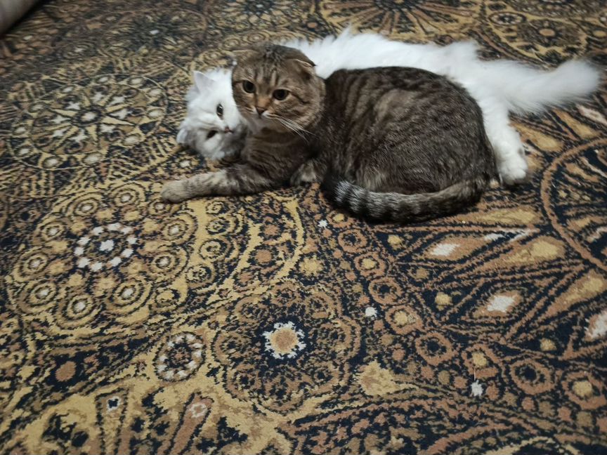 Кошка