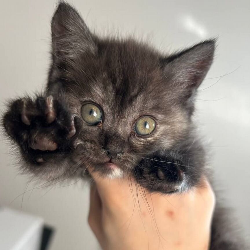 Шотландский вислоухий длинношёрстный котёнок
