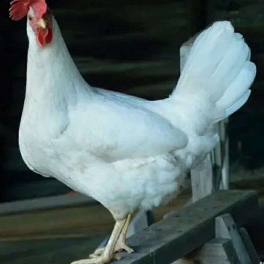 Куры несушки