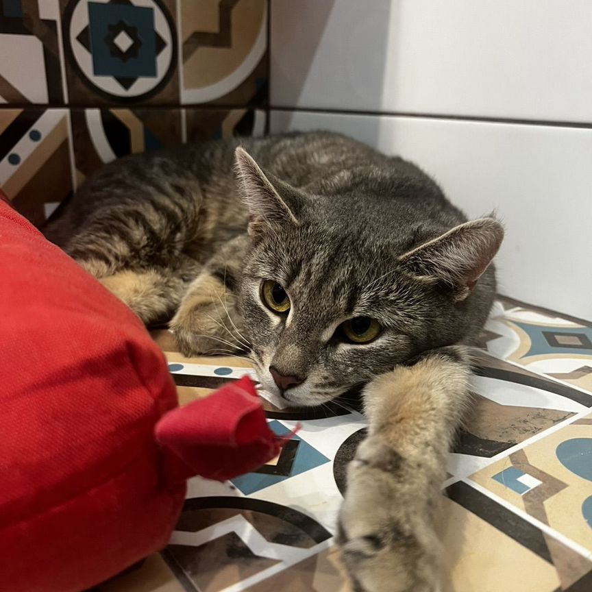 Кошечка в добрые руки