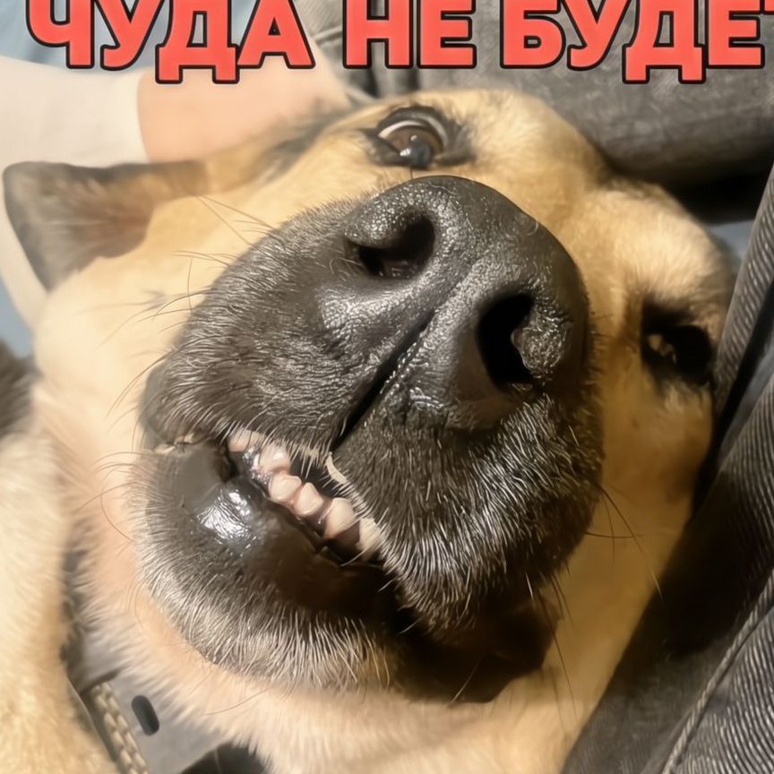 Английский мастиф, взрослая собака