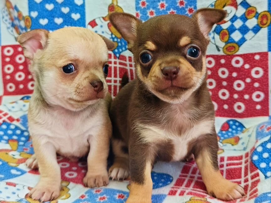 Чихуахуа мальчики зайчики