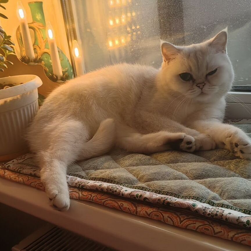 Игрушки для кошек коврик