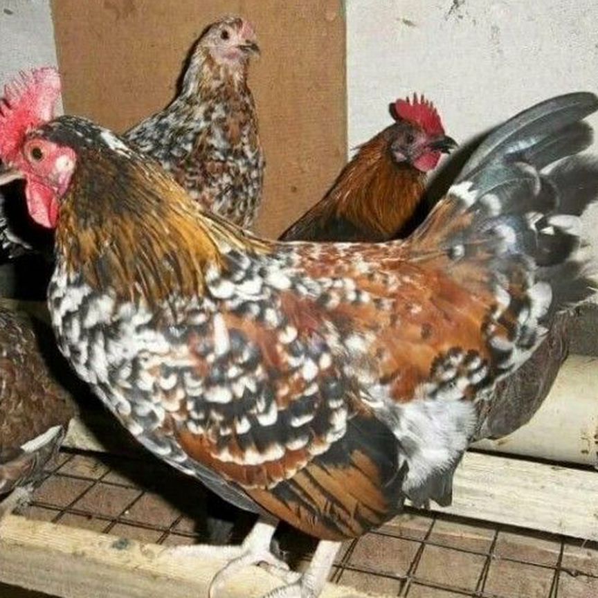 Бентамка яйцо инкубационное