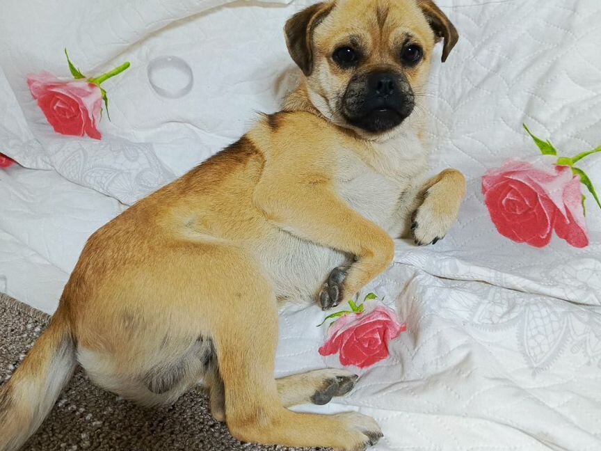 Гуффи метис брабансона