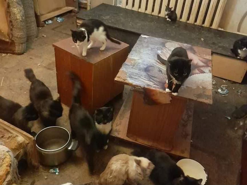 Коты кошки хозяйка умерла