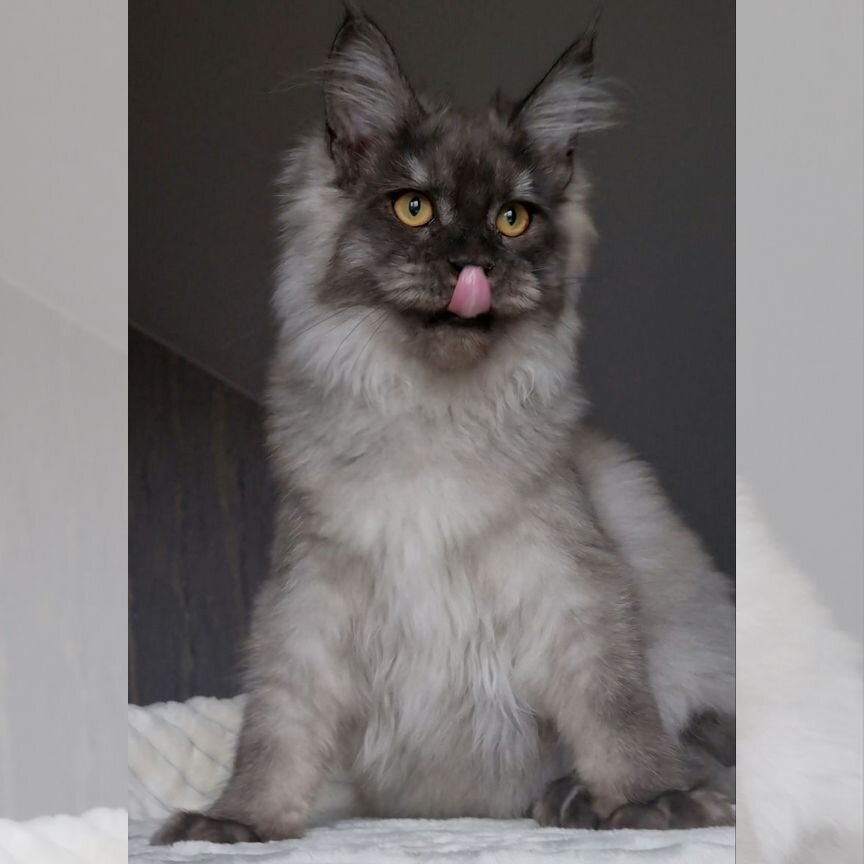 Мейн-кун котёнок